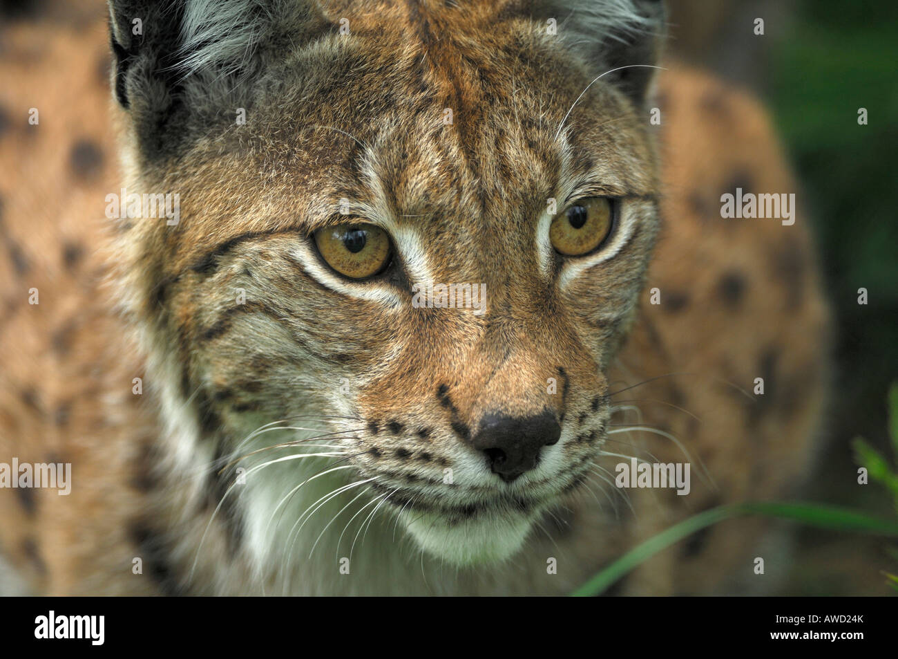 Eurasian Lynx (Lynx lynx) portrait, northern Norway, Scandinavia ...