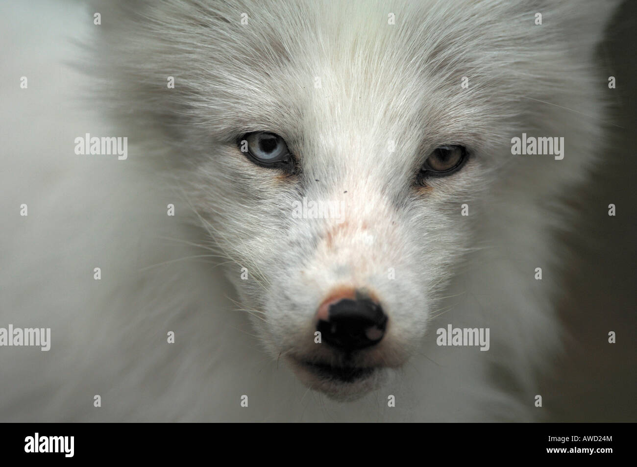 Arctic Fox (Alopex lagopus) portrait, northern Norway, Scandinavia ...