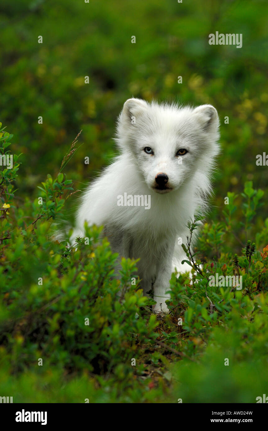 Norway arctic fox hi-res stock photography and images - Alamy