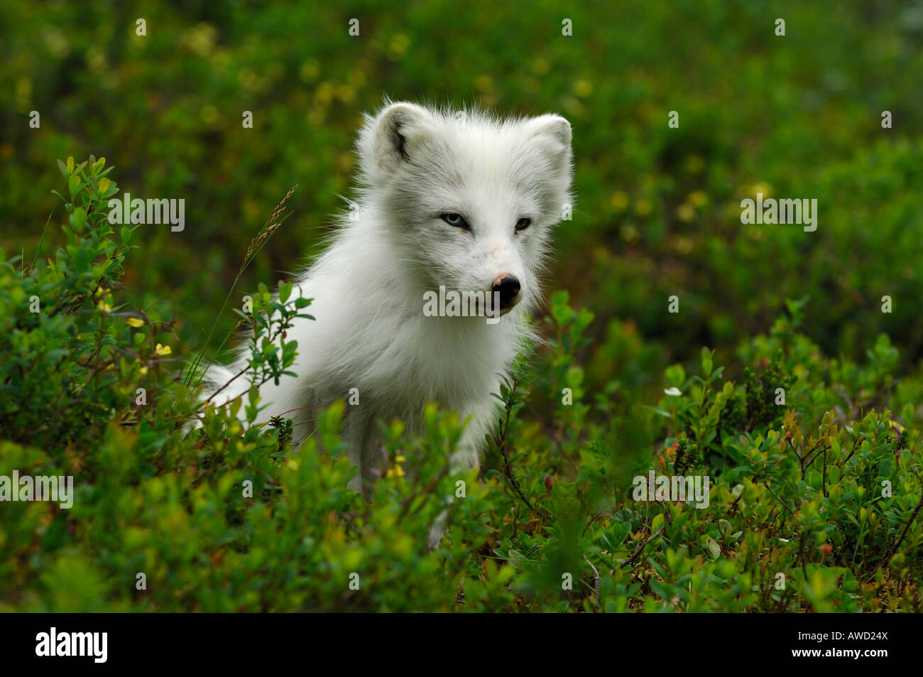 Norway arctic fox hi-res stock photography and images - Alamy