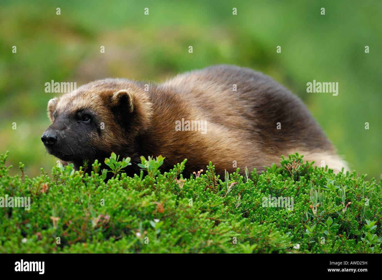 Wolverine (Gulo gulo), northern Norway, Scandinavia, Europe Stock Photo ...