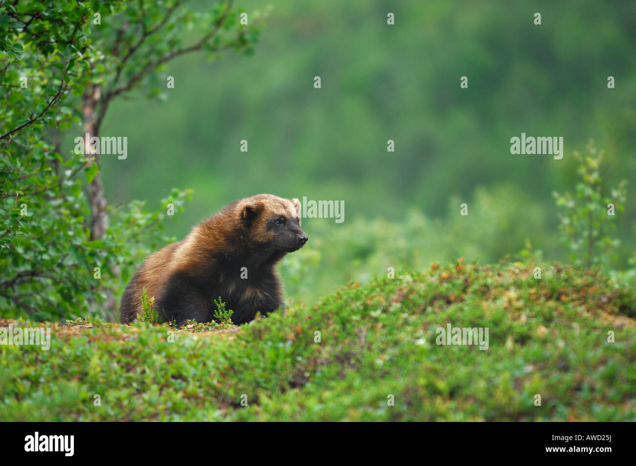 Wolverine (Gulo gulo), northern Norway, Scandinavia, Europe Stock Photo ...