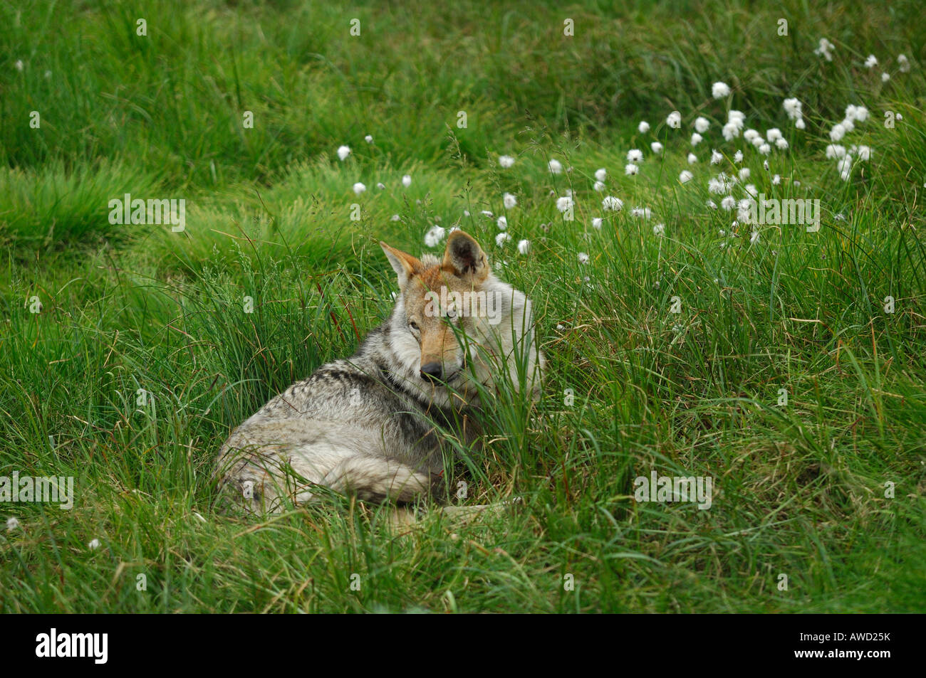 Wolves norway hi-res stock photography and images - Alamy