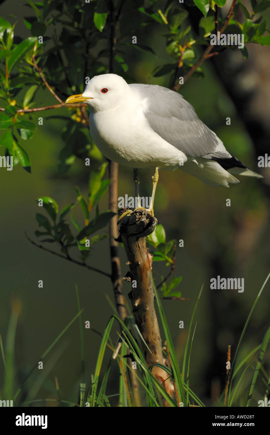 Common Gull or Mew Gull (Larus canus) perched in wait, northern Norway ...