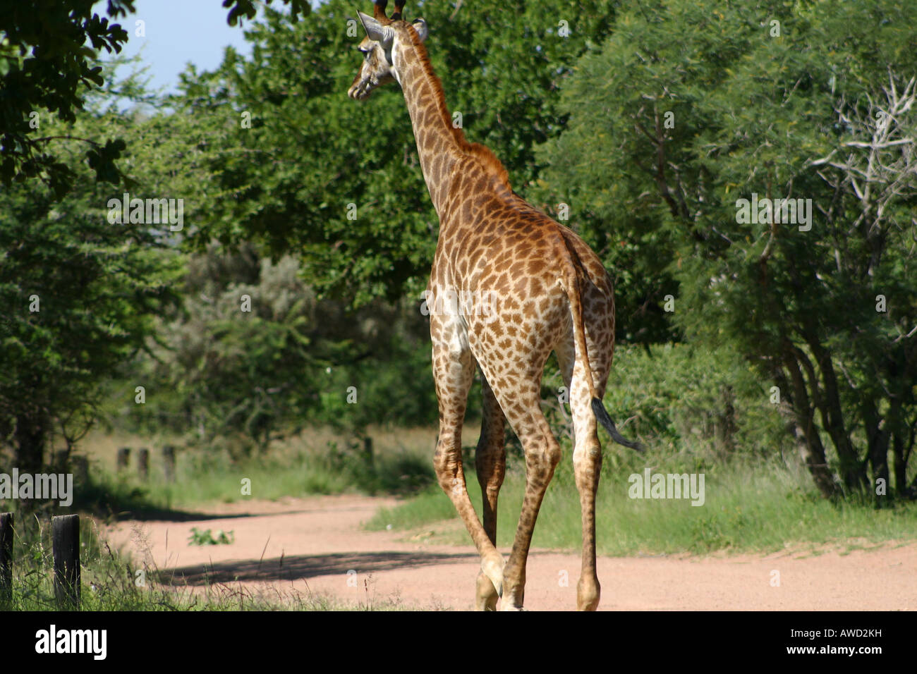 Giraffe walking away down a track Stock Photo - Alamy
