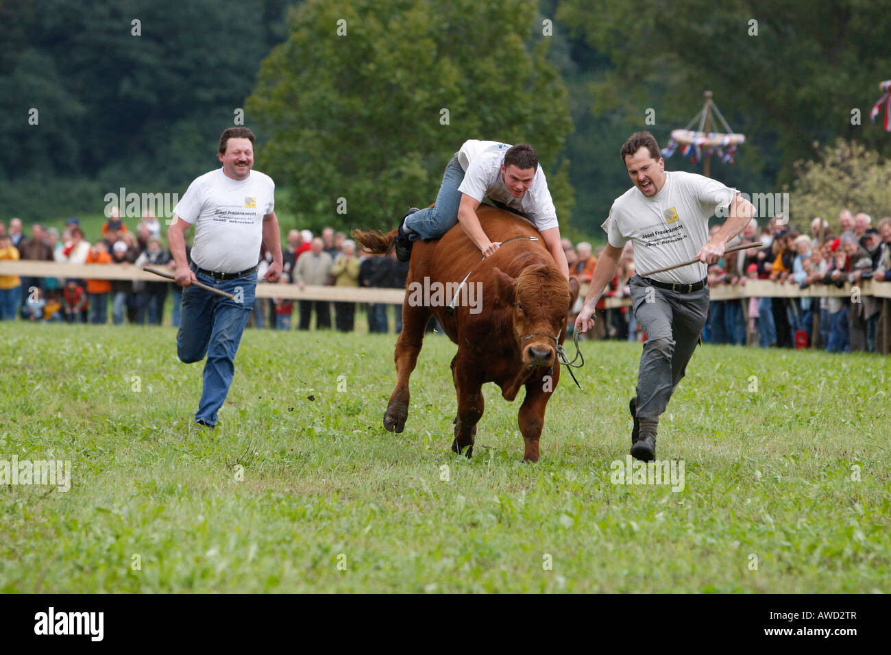 Traditional Bavarian ox race, Bavaria, Germany Stock Photo - Alamy