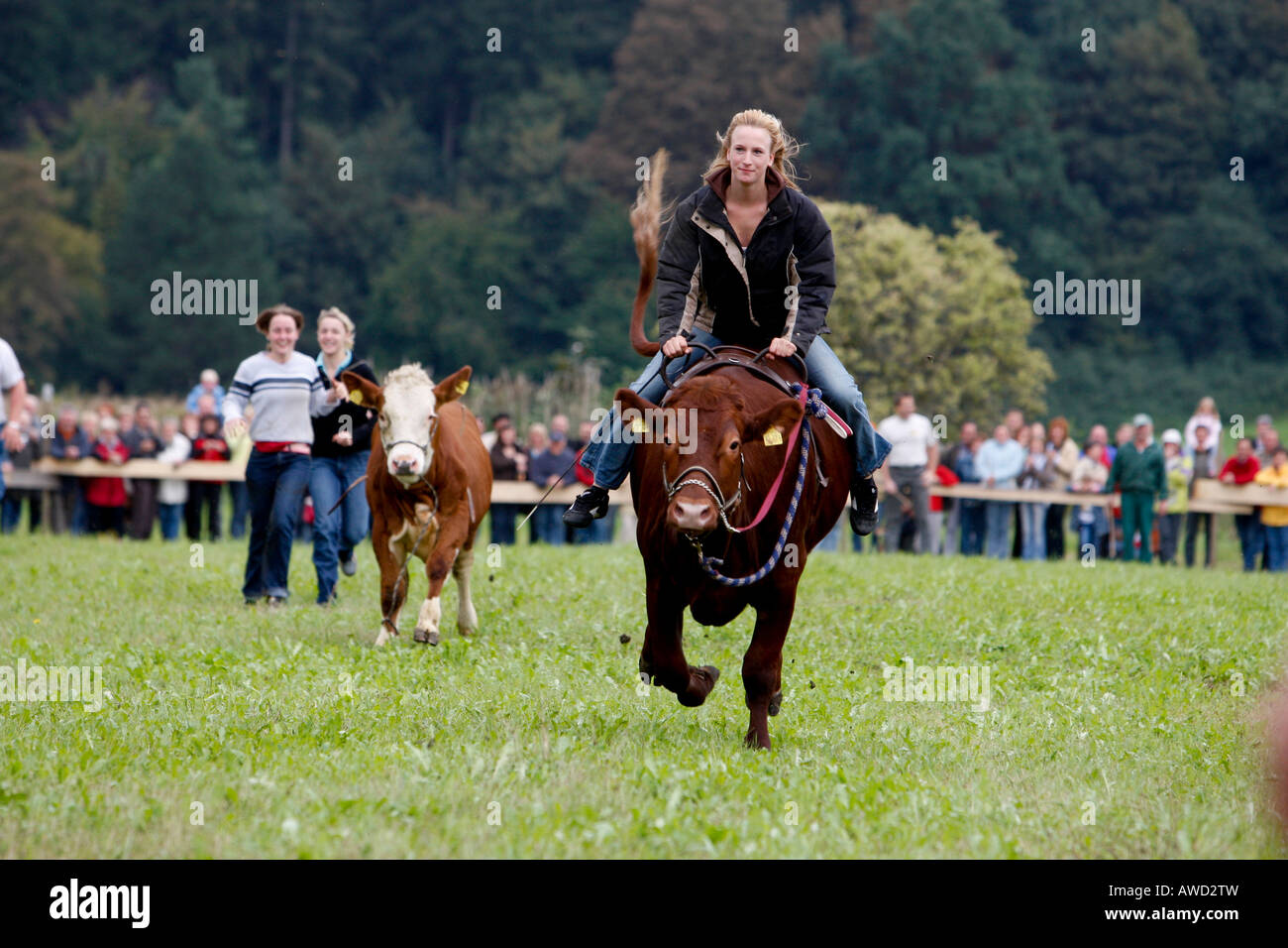 Traditional Bavarian ox race, Bavaria, Germany Stock Photo - Alamy