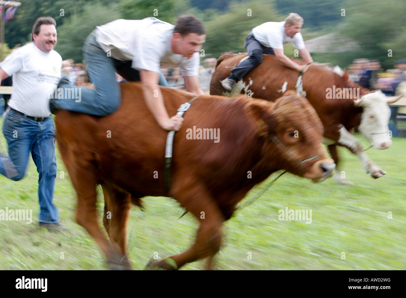 Traditional Bavarian ox race, Bavaria, Germany Stock Photo - Alamy
