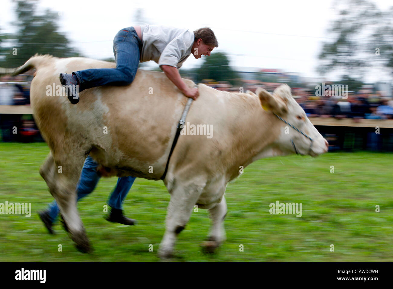 Traditional Bavarian ox race, Bavaria, Germany Stock Photo - Alamy