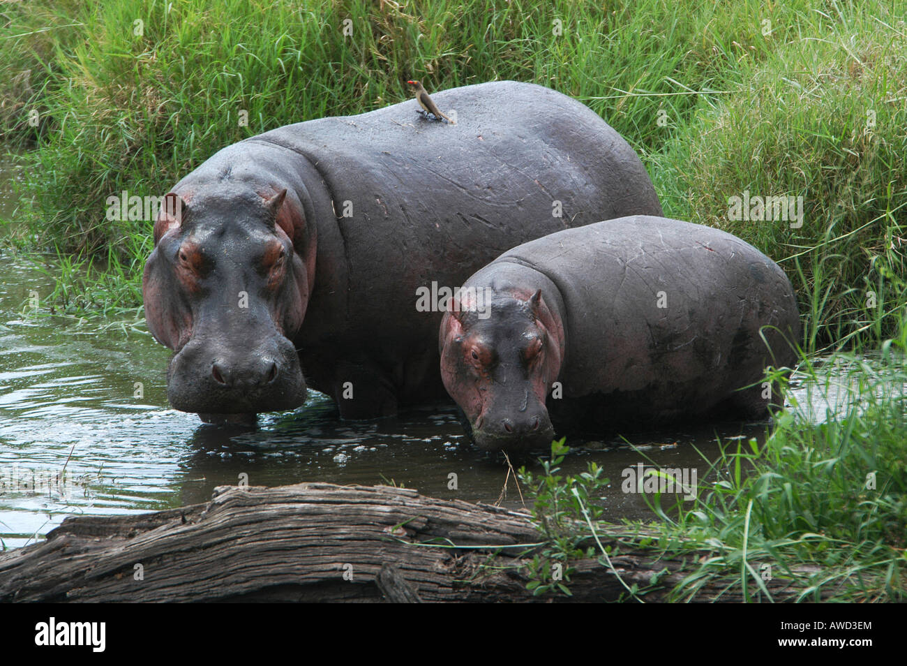 Female Hippopotamus with calf (Hippopotamus amphibius), Serengeti ...