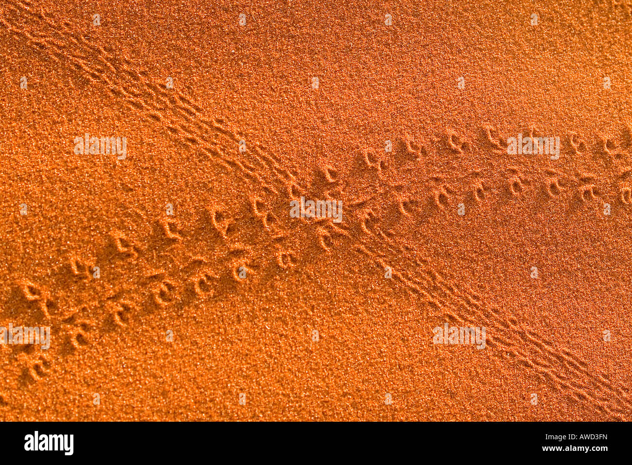 The tracks of two insects crossing in the sand, Namib Desert Lodge ...
