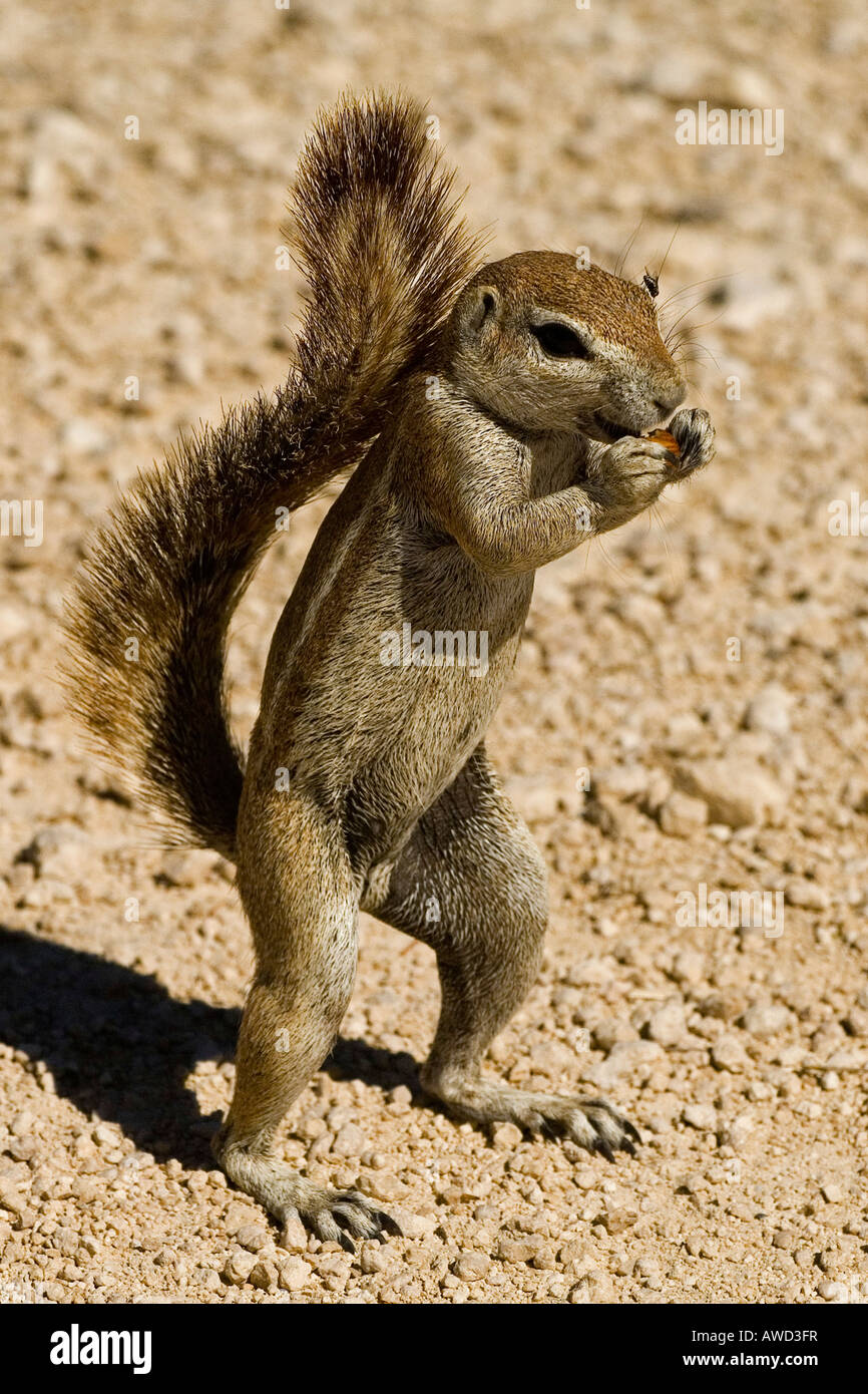 African Ground Squirrel (Xerus) eating nut, Namibia, Africa Stock Photo ...