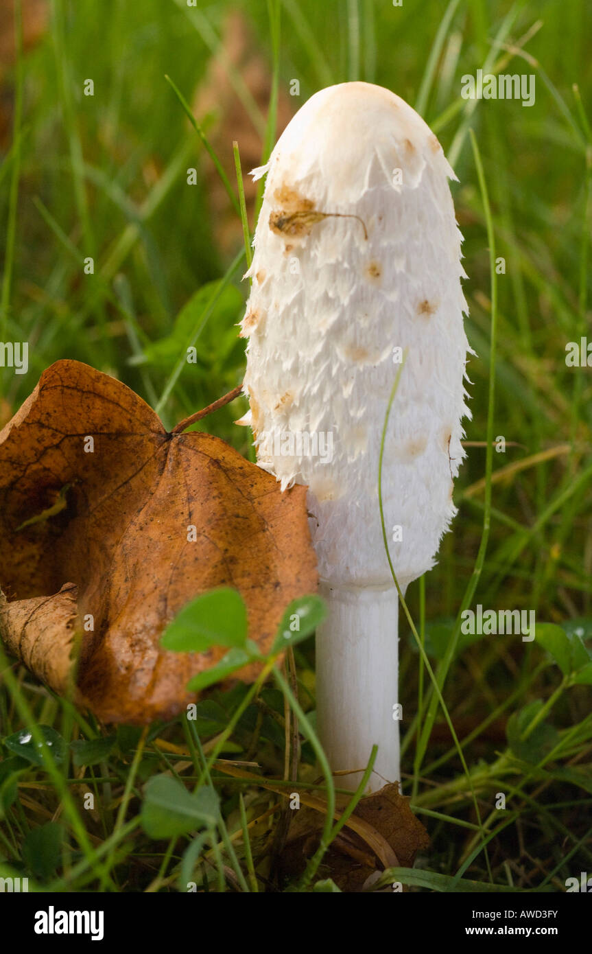 Parasol Mushroom (Macrolepiota procera), fall foliage, Ruegen, Germany ...