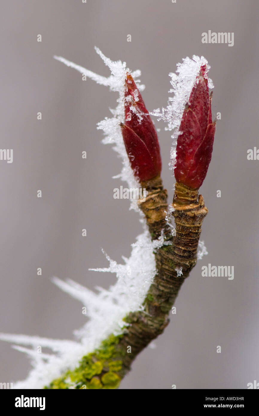 Frost-covered buds in wintertime, ice crystals Stock Photo - Alamy