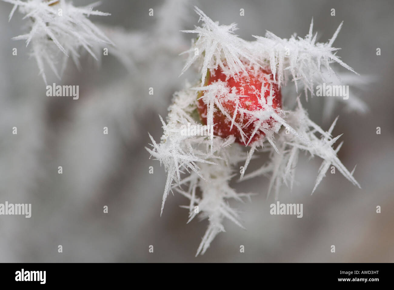 Frost-covered rose hip in wintertime, ice crystals Stock Photo - Alamy