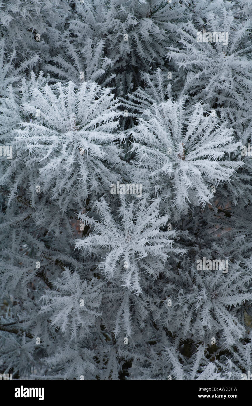 Wintertime frost, ice crystals Stock Photo - Alamy