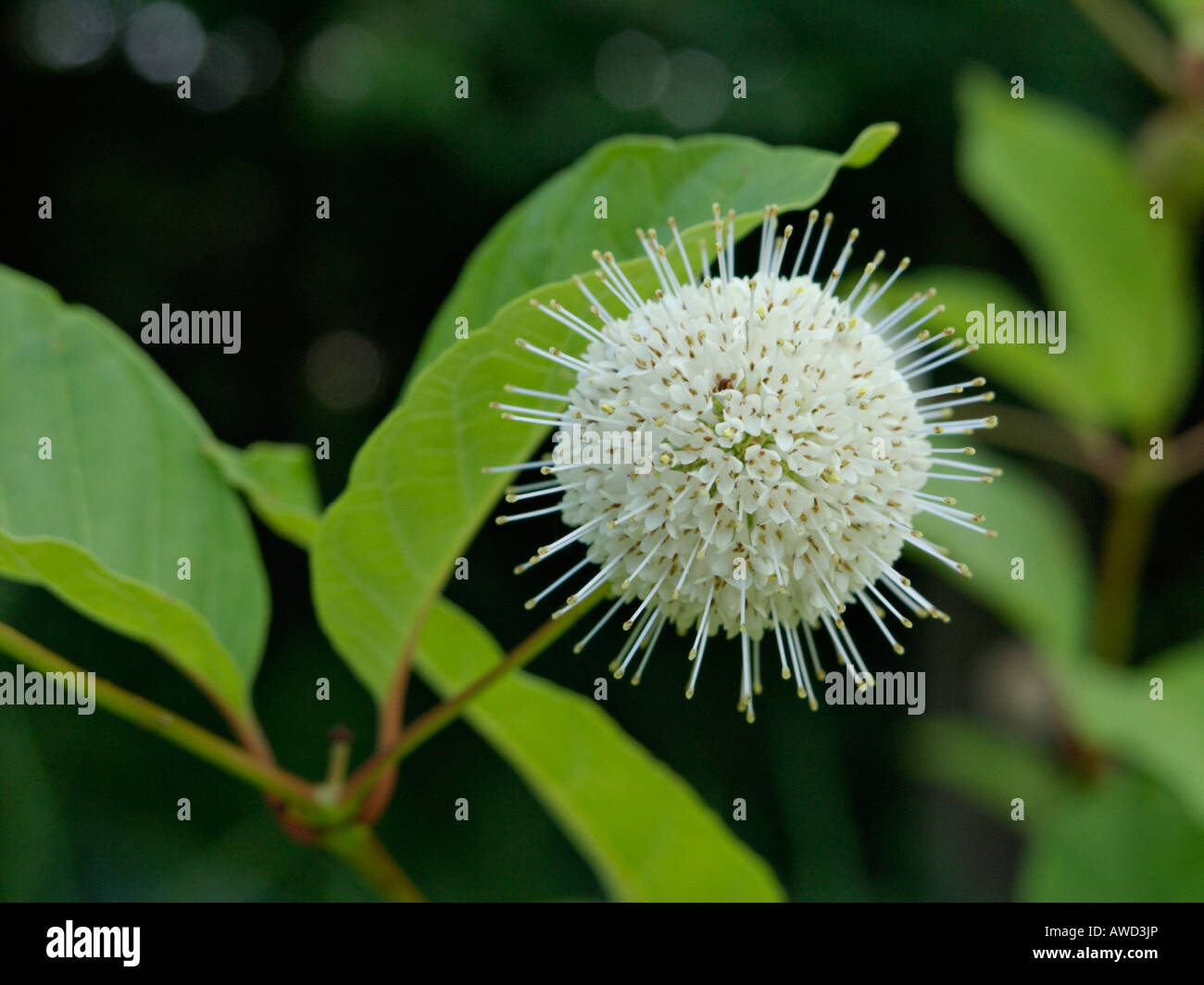 Button bush (Cephalanthus occidentalis Stock Photo - Alamy