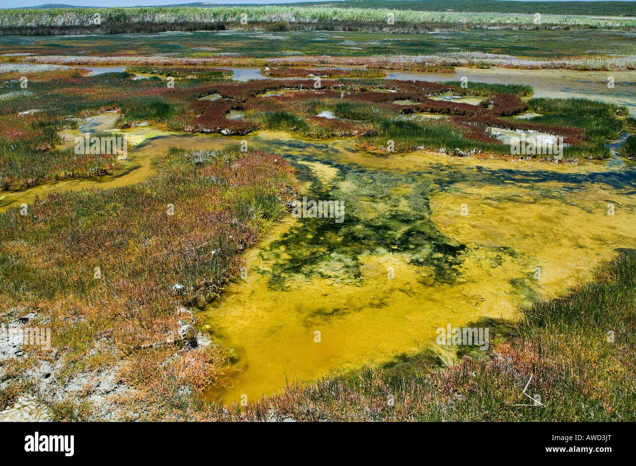 West coast national park geelbek hi-res stock photography and images ...