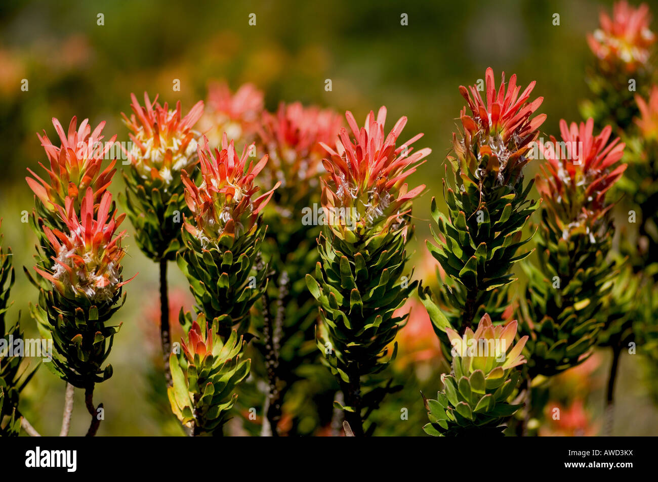 Sugarbush (Protea) blossoms, Harold Porter National Botanical Garden ...