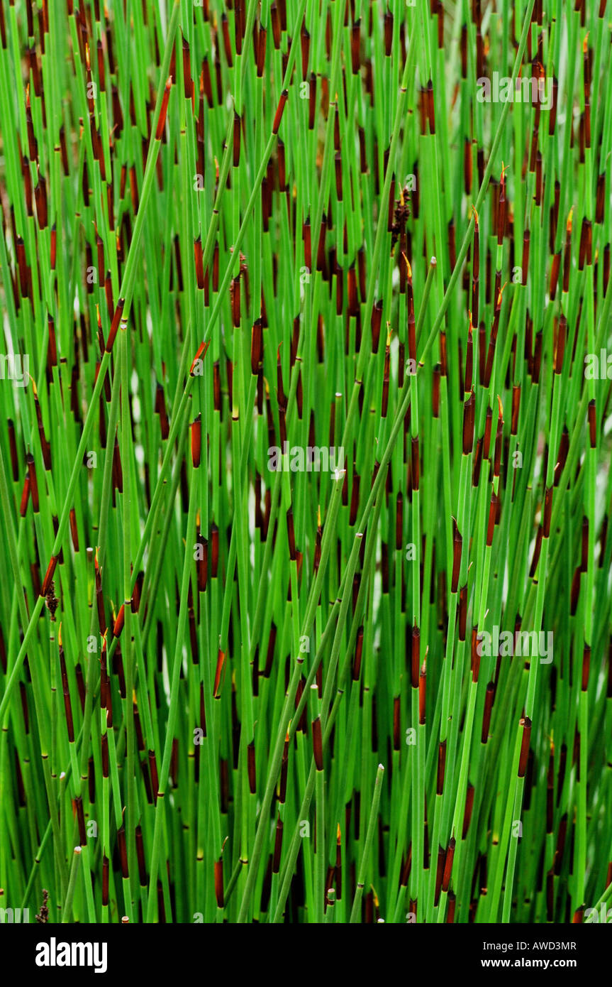 Cattails (Typha), Harold Porter National Botanical Garden, Betty's Bay ...