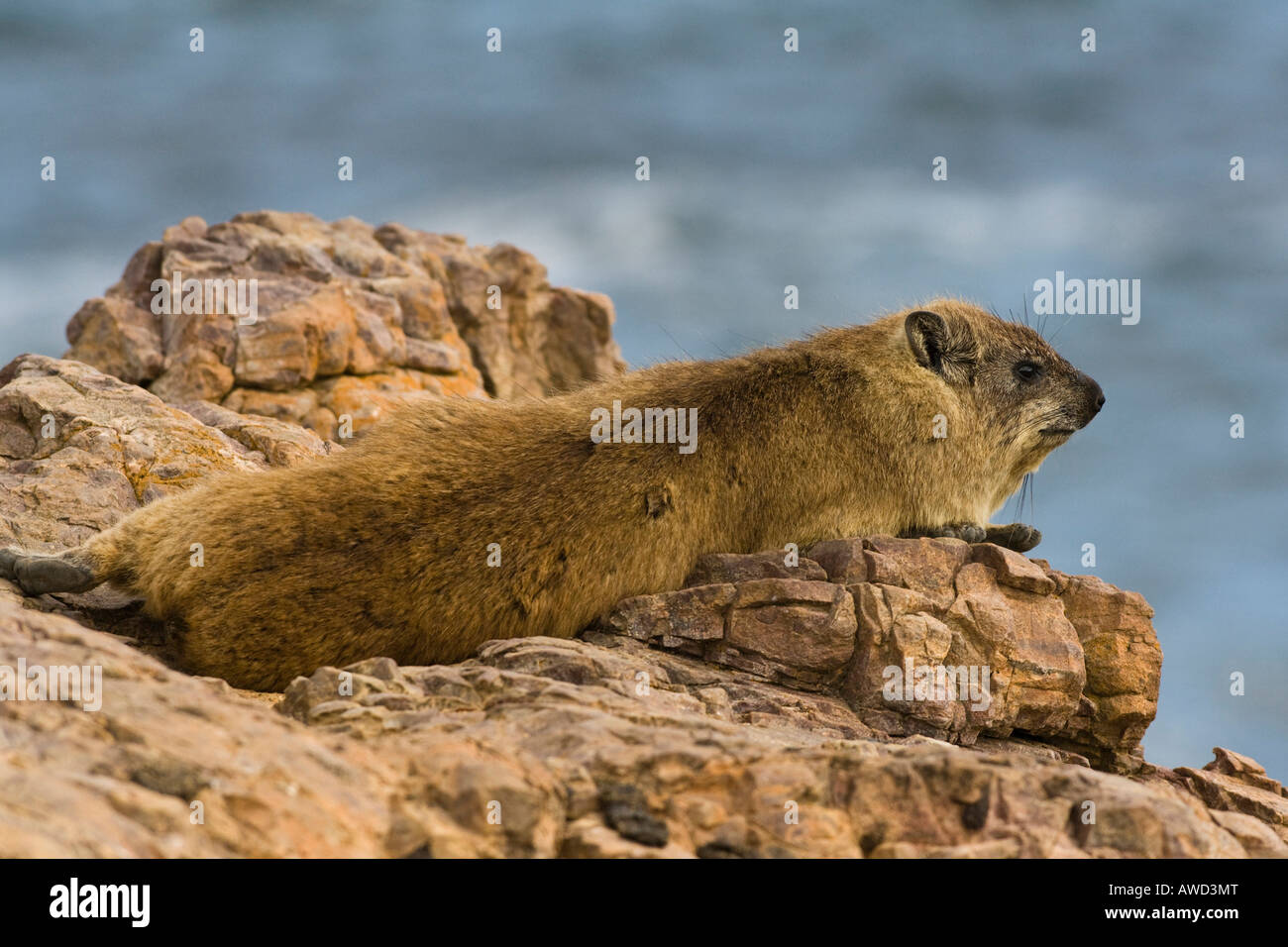 Cape Hyrax or Rock Hyrax (Procavia capensis), Hermanus, South Africa ...