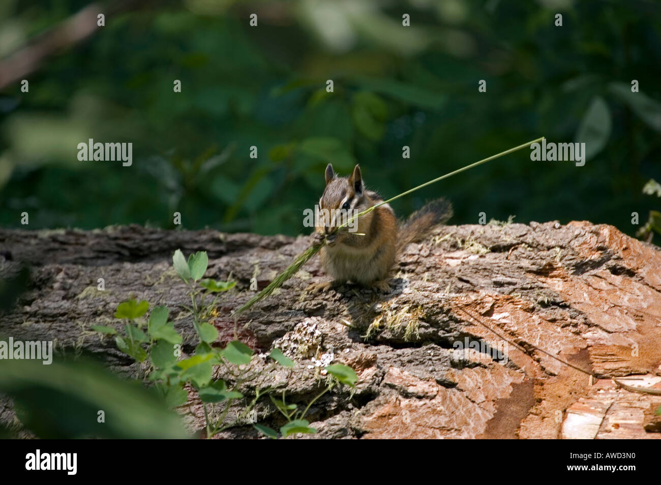 Chipmonk hi-res stock photography and images - Alamy