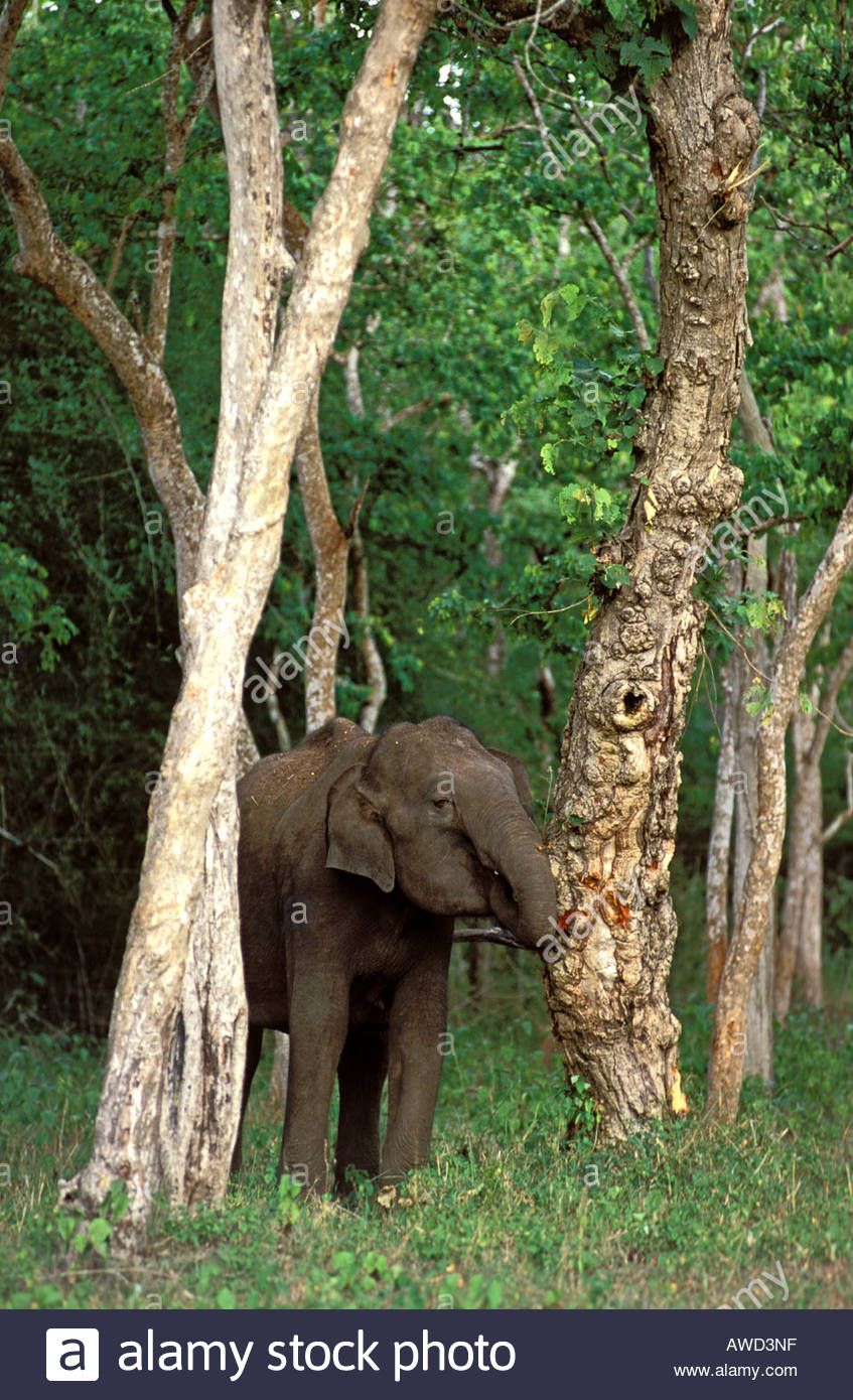 Bandipur Wildlife Sanctuary Stock Photos & Bandipur Wildlife Sanctuary ...