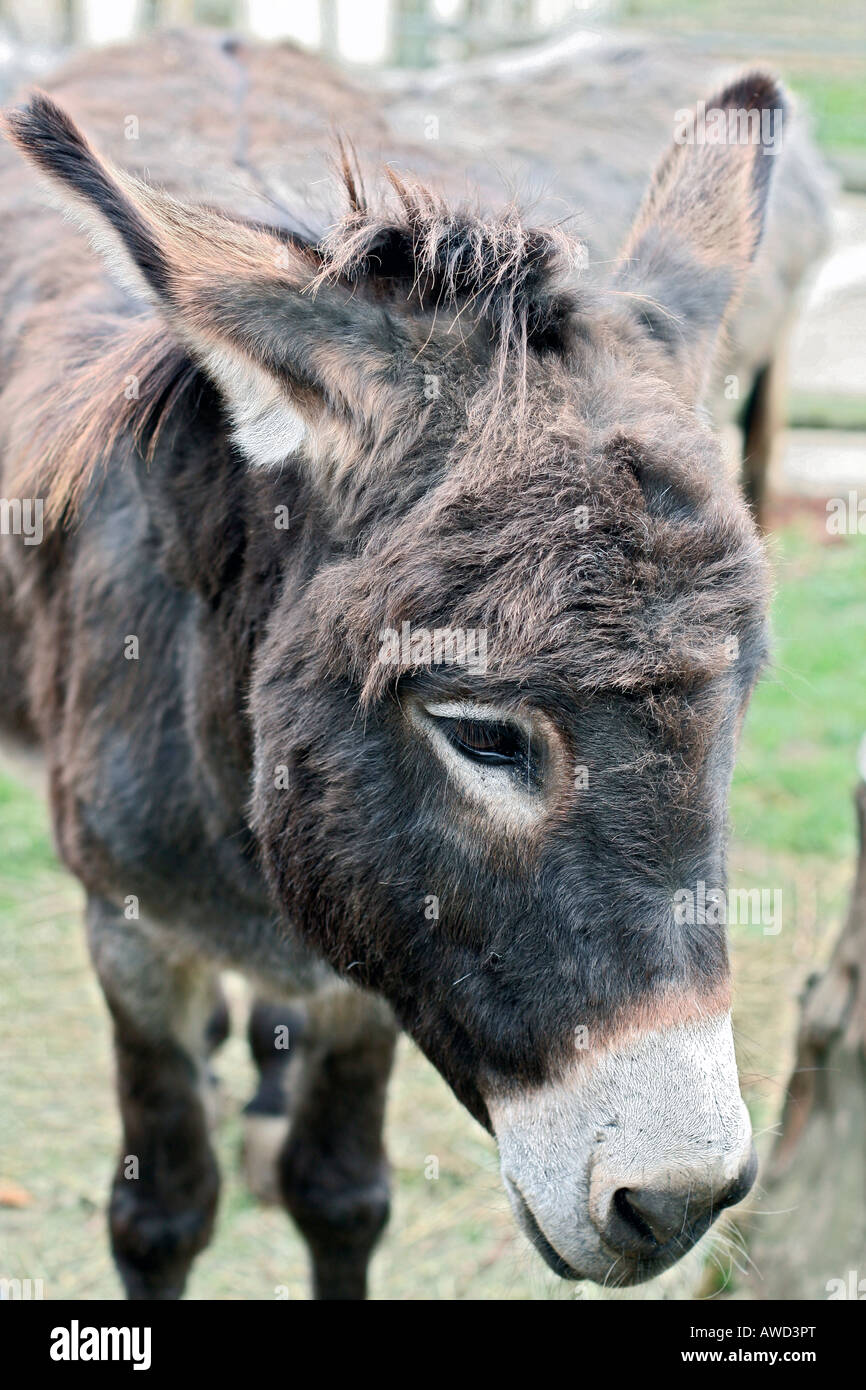 Donkey burrow hi-res stock photography and images - Alamy