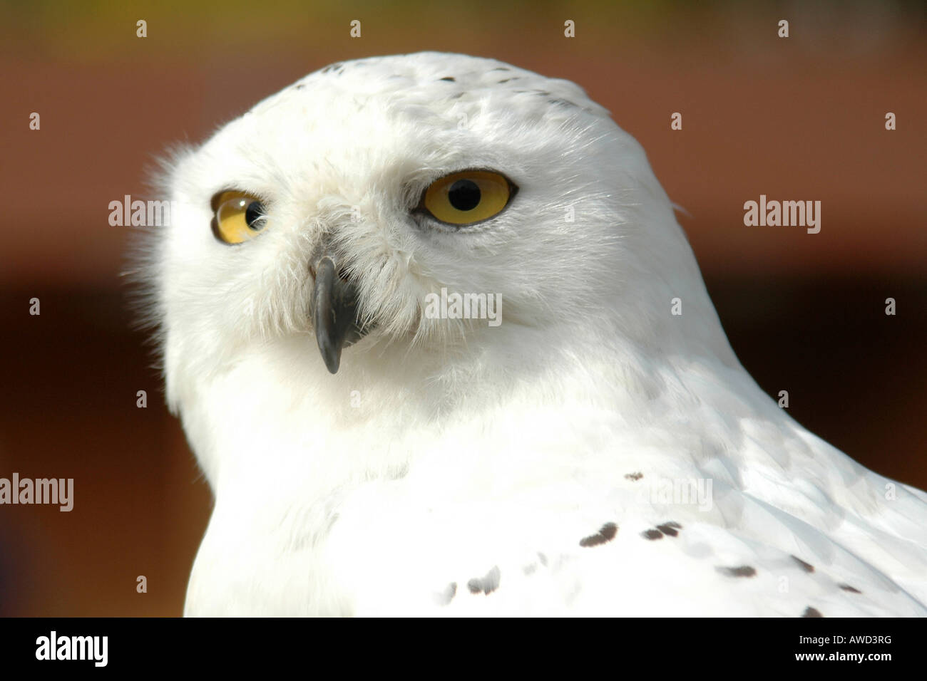 Great White Owls Owl Experience Leeds Castle
