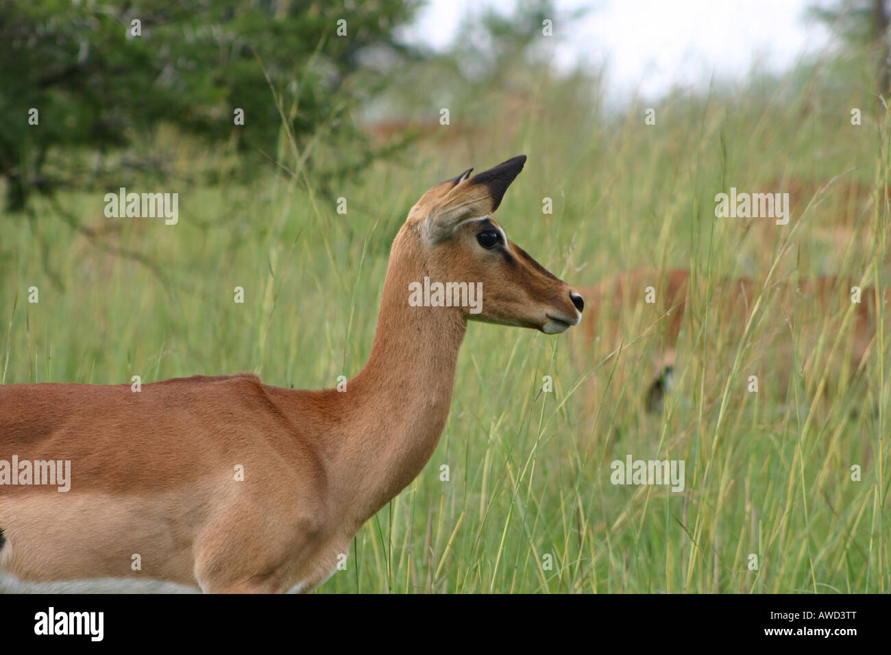 1847 animalia hi-res stock photography and images - Alamy