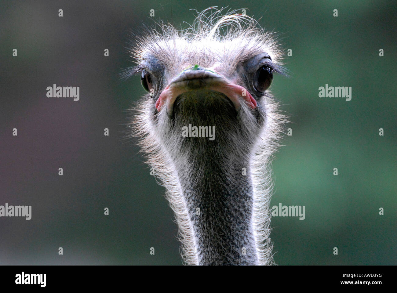 Portrait of an ostrich (Struthio camelus) Berlin Zoo, Berlin, Germany ...