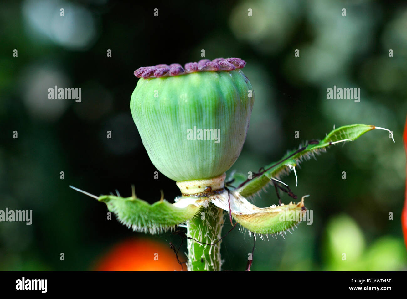 Withered poppy flower, (Papaver somniferum), Spraitbach, Baden ...
