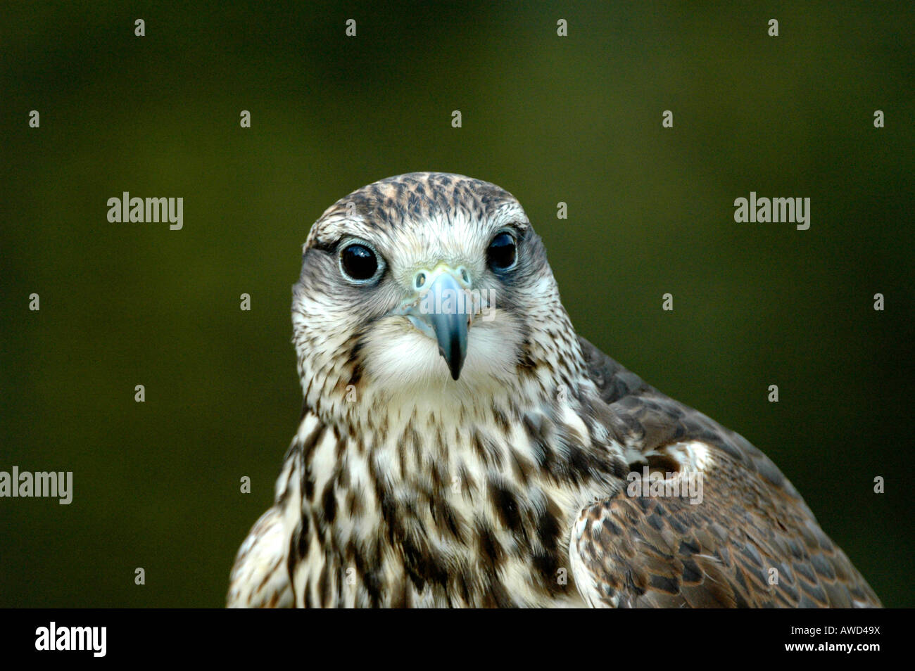 Gyr Falcon (Falco rusticolus), Neunkirchen Falconry, Saarland, Germany ...