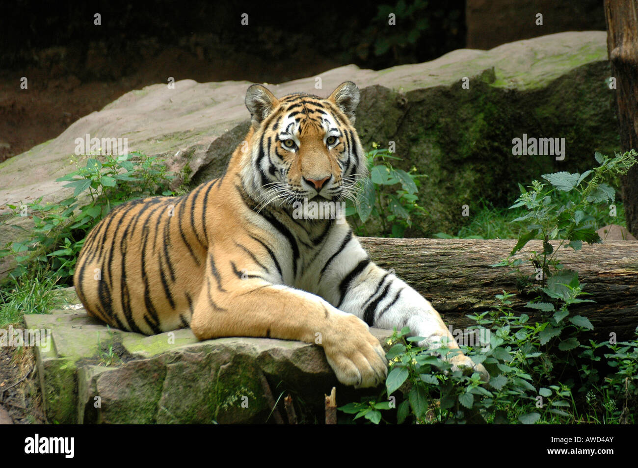Siberian Tiger (Panthera tigris altaica), Nuremberg Zoo, Nuremberg ...