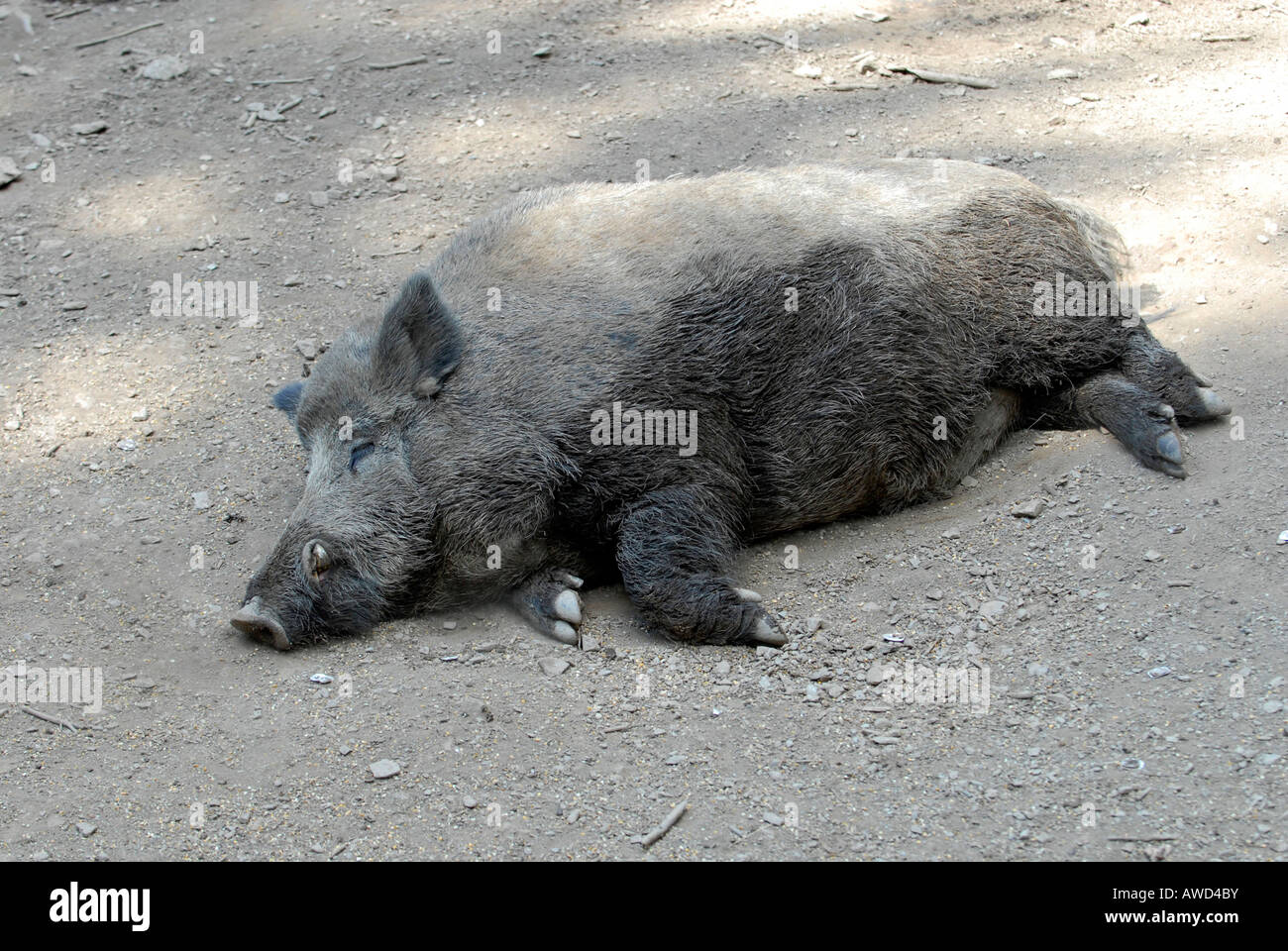 Wild Boar (Sus scrofa), Hellenthal Zoo, North Rhine-Westphalia, Germany ...