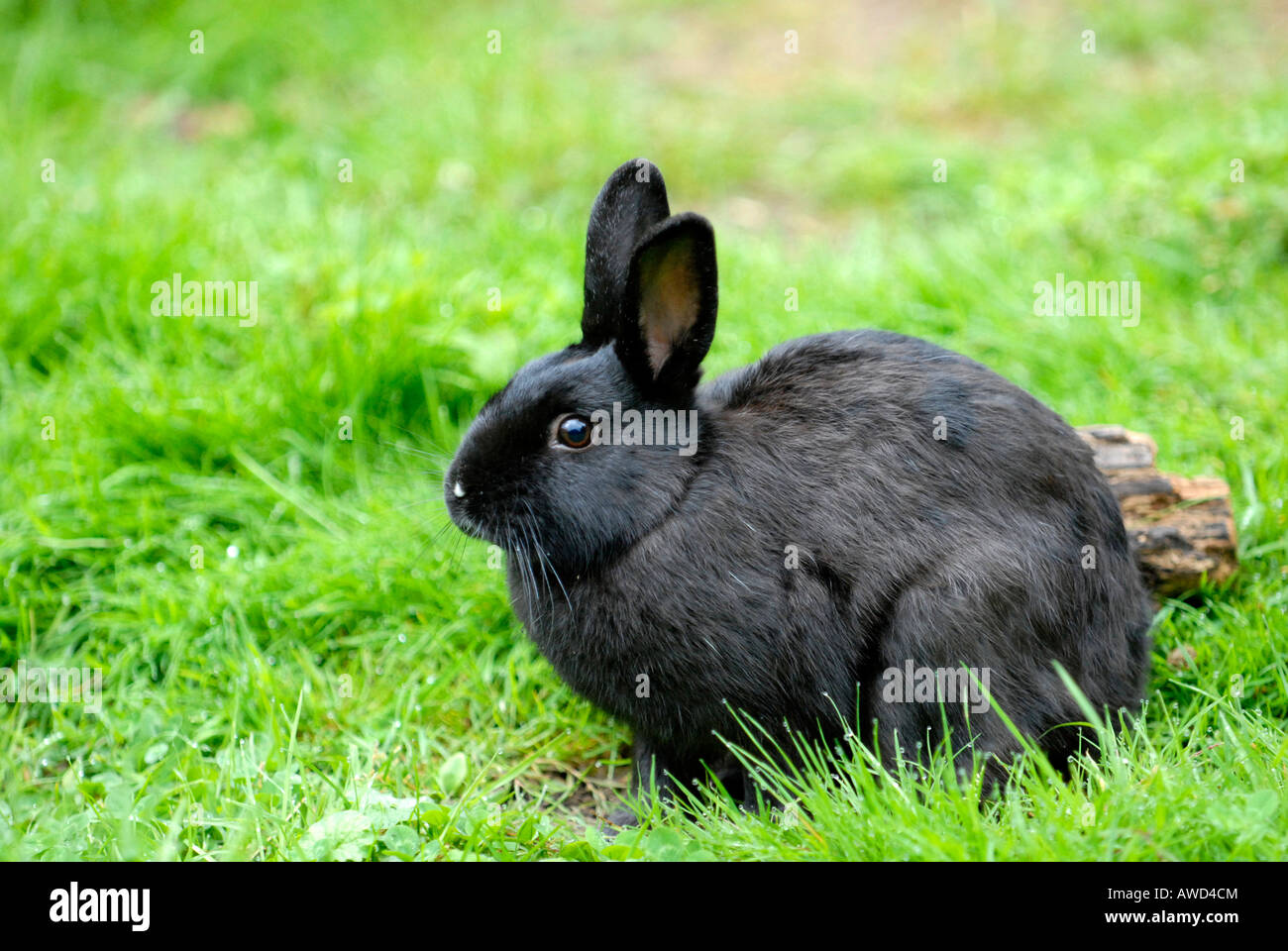 European Rabbit (Oryctolagus cuniculus), Mergentheim Zoo, Baden ...