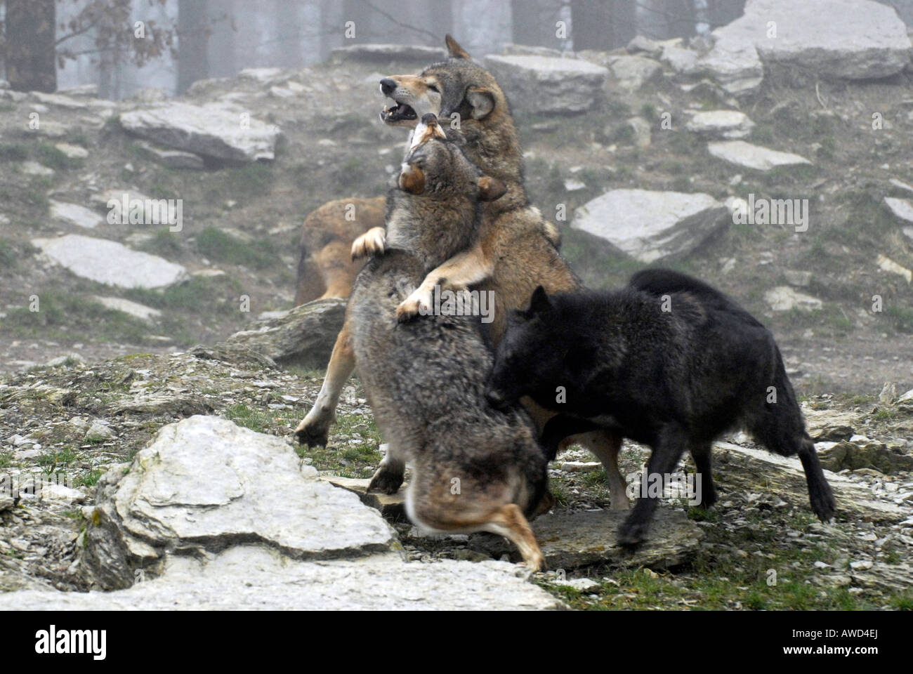 Mackenzie Valley- or Canadian Timber Wolves (Canis lupus occidentalis ...