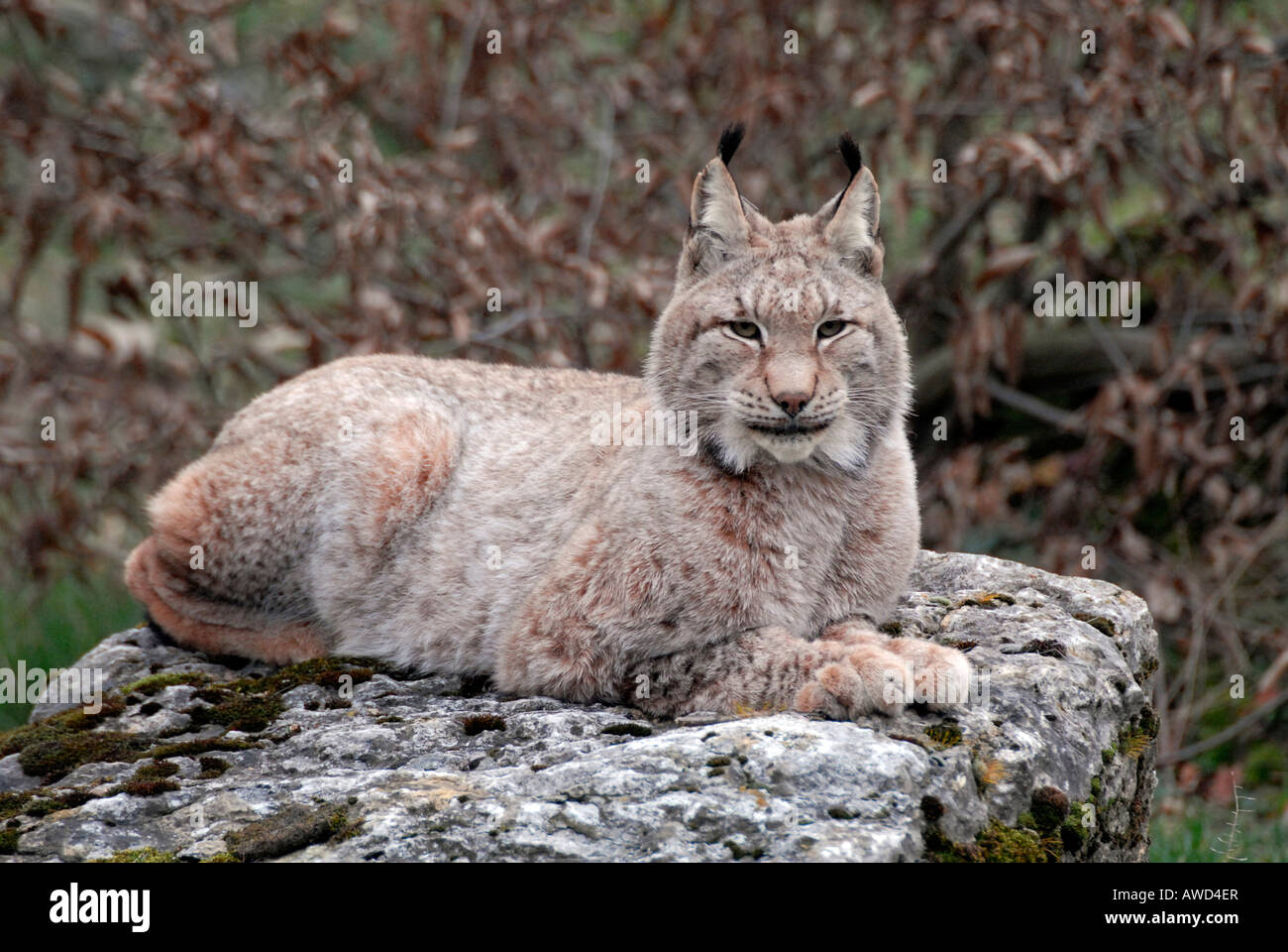 Lynx (Lynx lynx) at a zoo in Germany, Europe Stock Photo - Alamy
