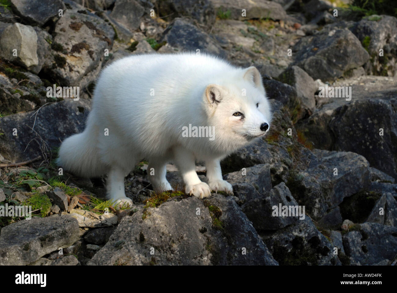 Fuchs alopex hi-res stock photography and images - Alamy