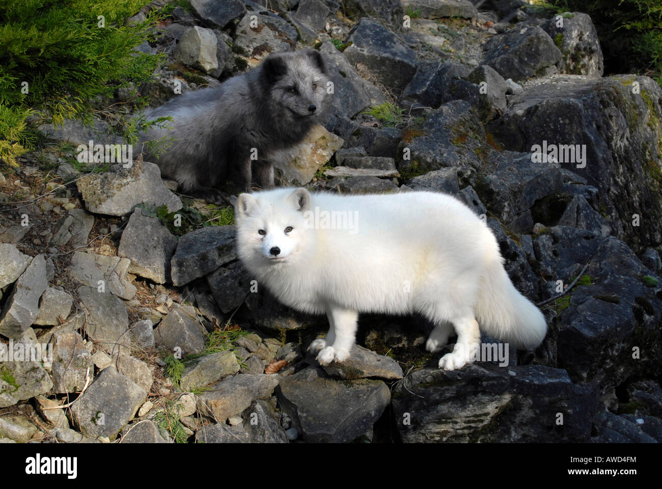Arctic foxes (Alopex lagopus) at a zoo in Germany, Europe Stock Photo ...