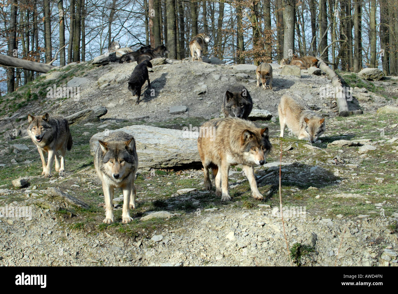 Mackenzie Valley- or Canadian Timber Wolves (Canis lupus occidentalis ...