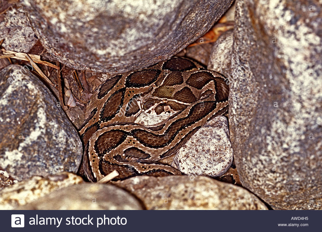 Russells Viper Stock Photos & Russells Viper Stock Images - Alamy