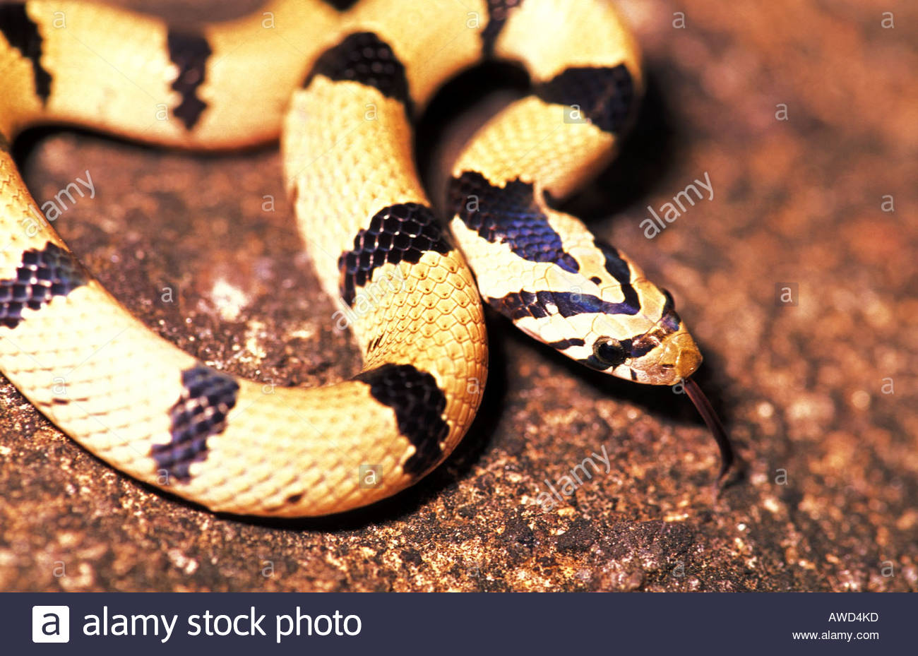 Banded Kukri Snakes Stock Photos & Banded Kukri Snakes Stock Images - Alamy