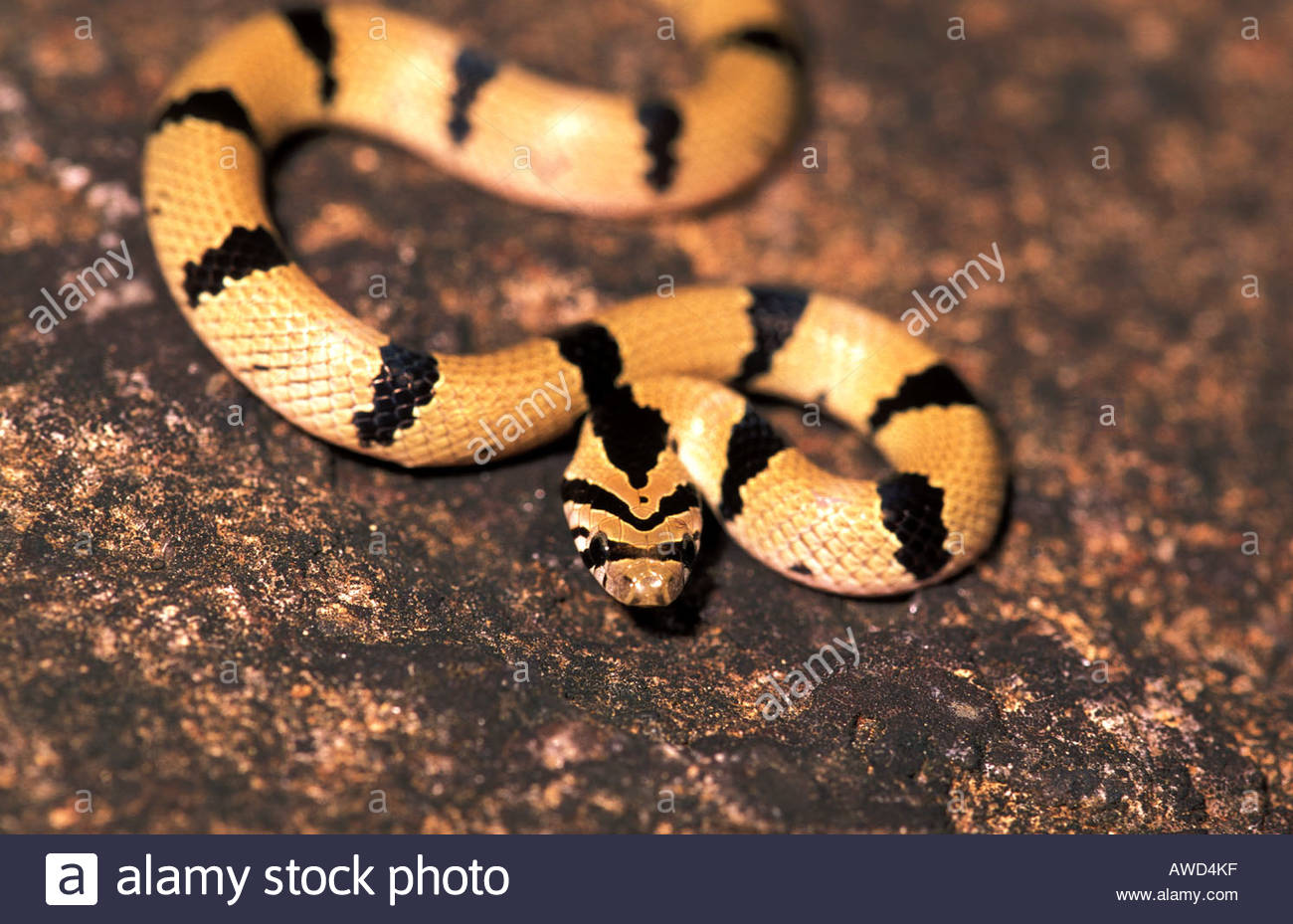 Banded Kukri Snakes Stock Photos & Banded Kukri Snakes Stock Images - Alamy