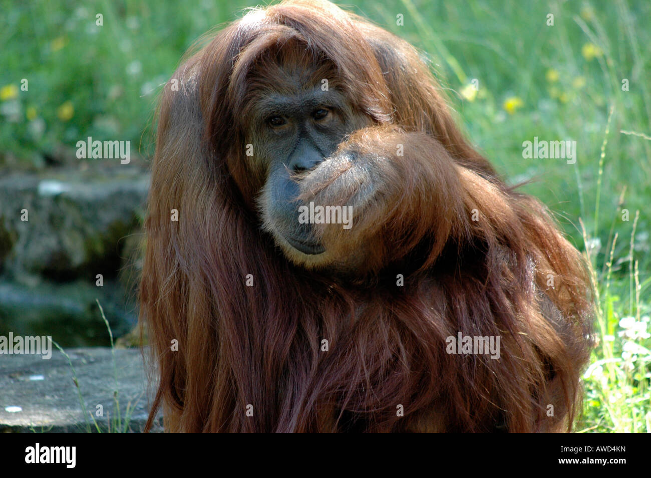 Monkeys berlin zoo hi-res stock photography and images - Alamy