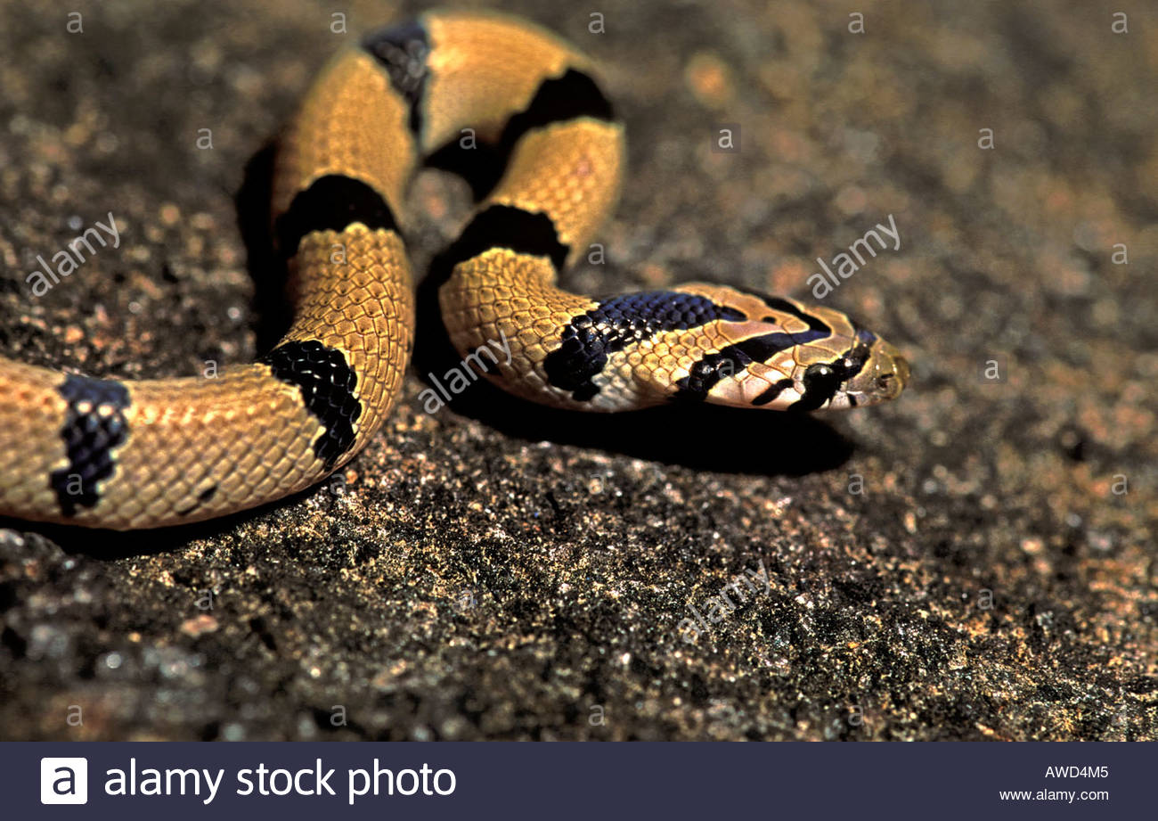 Banded Kukri Snakes Stock Photos & Banded Kukri Snakes Stock Images - Alamy