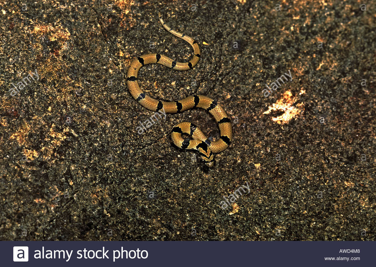Banded Kukri Snakes Stock Photos & Banded Kukri Snakes Stock Images - Alamy