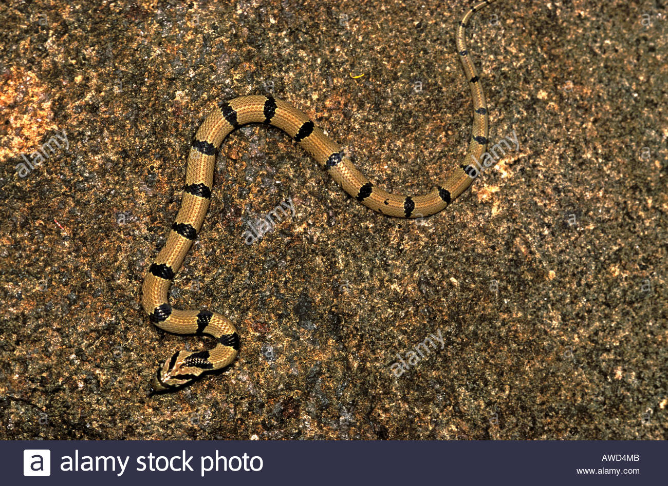 Banded Kukri Snakes Stock Photos & Banded Kukri Snakes Stock Images - Alamy