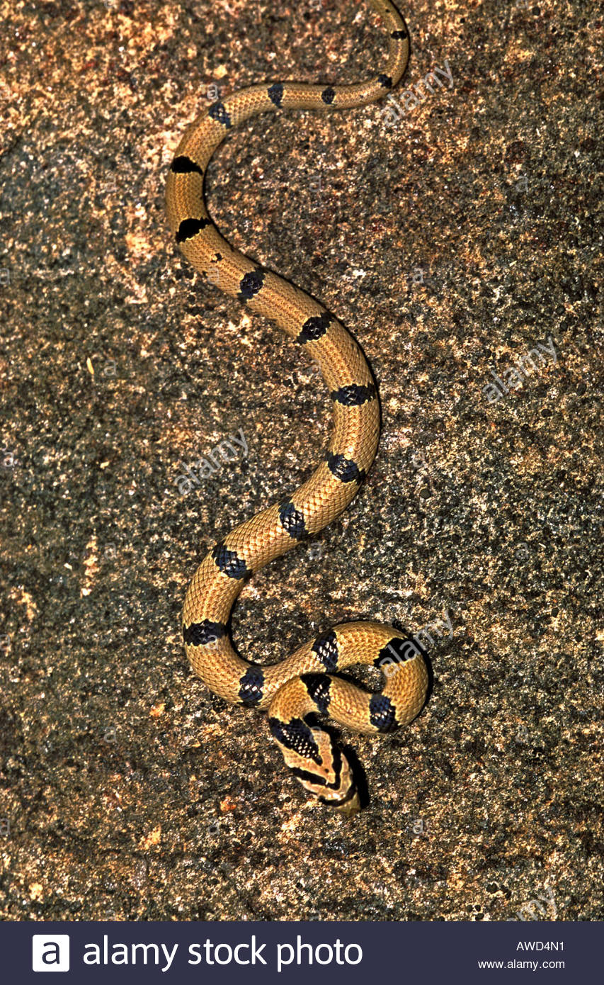 Banded Kukri Snakes Stock Photos & Banded Kukri Snakes Stock Images - Alamy