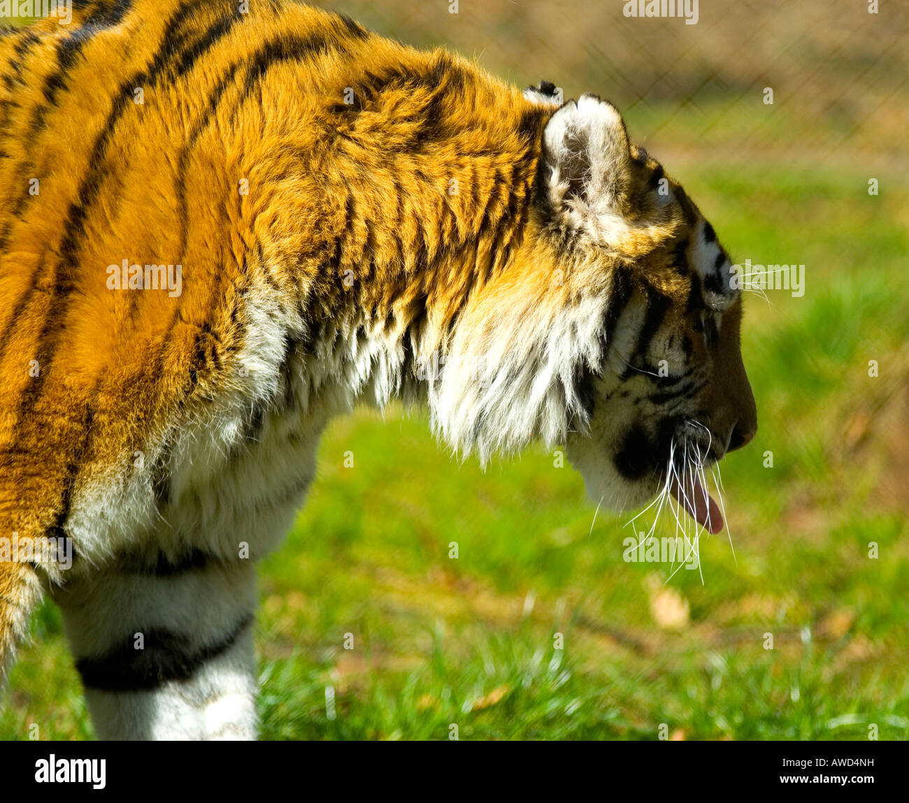 Fierce tiger hi-res stock photography and images - Alamy